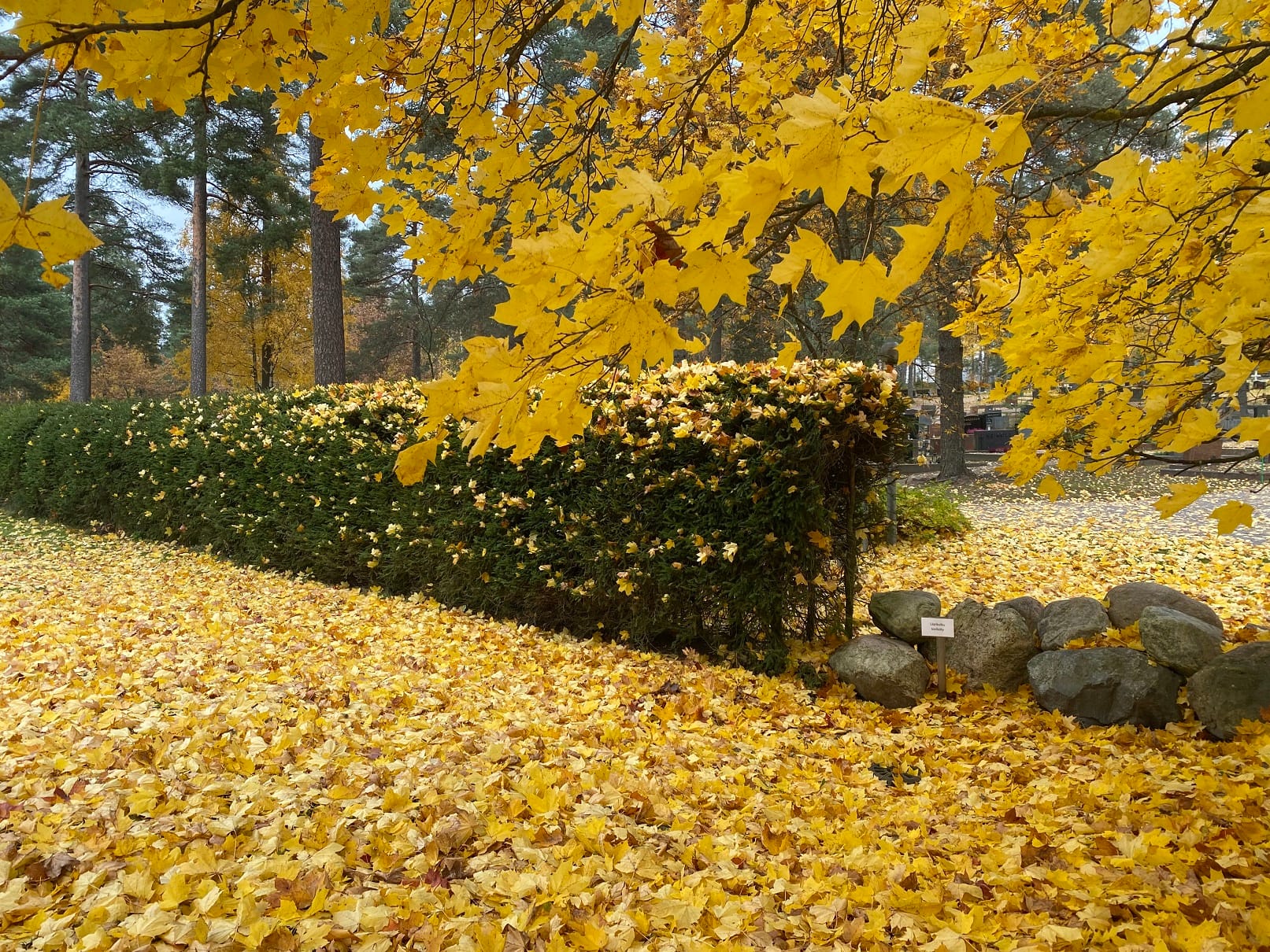 Kosketusten kavalkadia! - Naturella